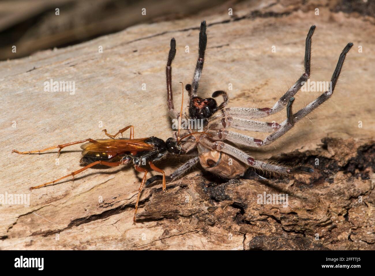 Huntsman macro photography hi-res stock photography and images - Alamy