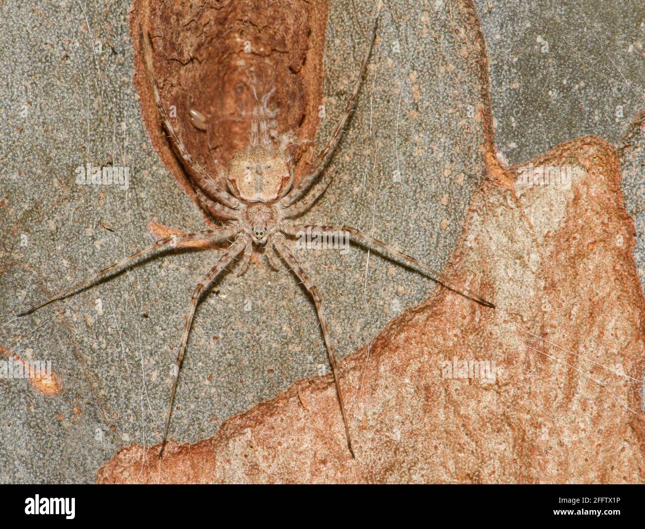 Camouflaged two tailed spider hi-res stock photography and images - Alamy