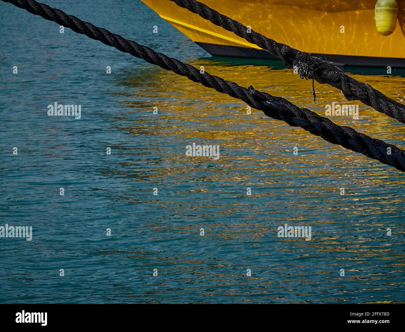 boughs of flowering tree in foreground with Chicago skyline in the ...