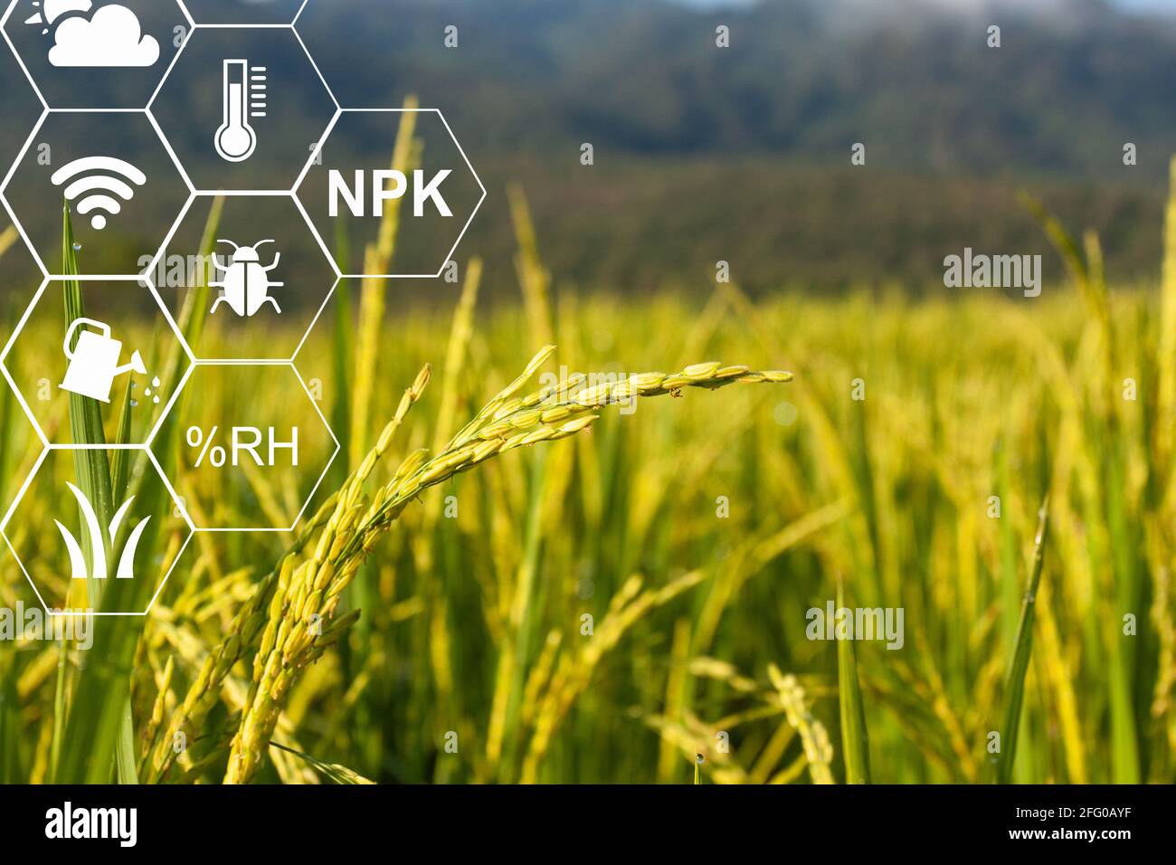 Farmer using computer control for management , monitoring and detect ...
