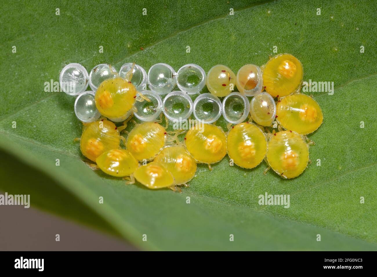 Yellow Stink Bugs Nymphs of the Family Pentatomidae Stock Photo - Alamy