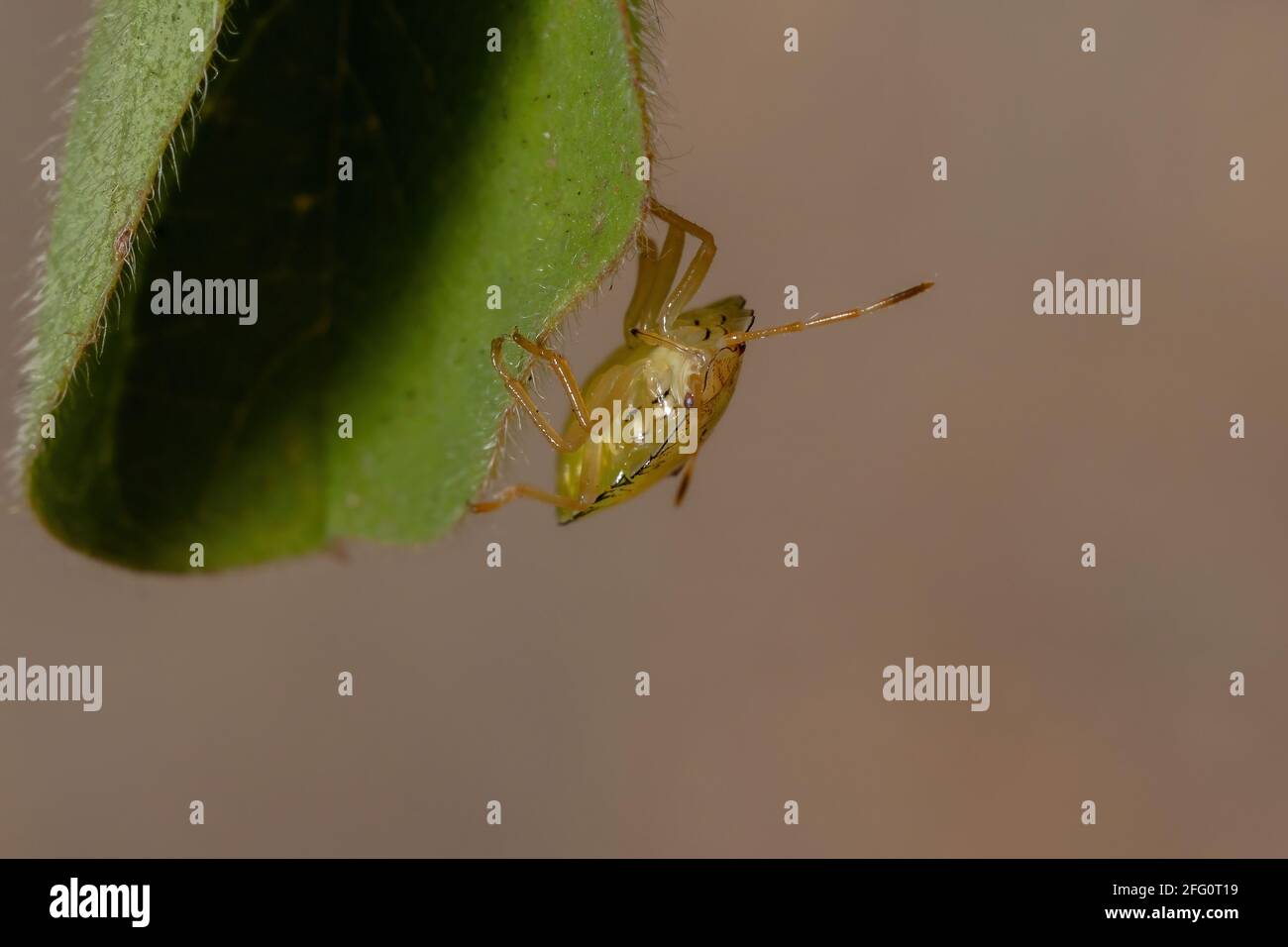 Stink Bugs Nymph of the Family Pentatomidae Stock Photo - Alamy