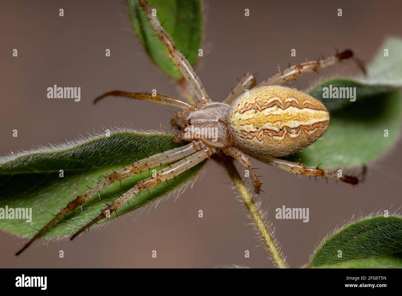 Grass Neoscona Spider of the species Neoscona moreli Stock Photo - Alamy