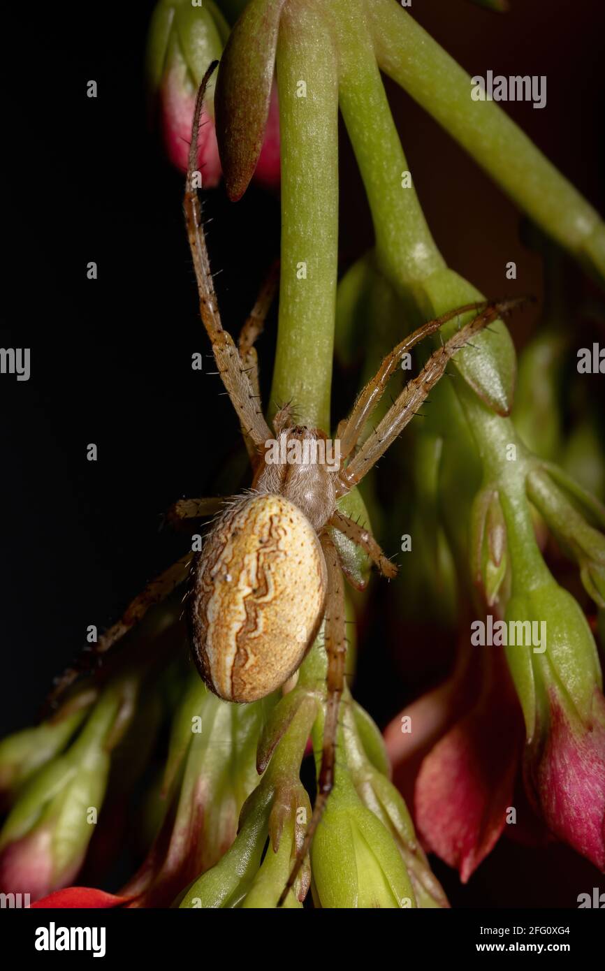 Grass Neoscona Spider of the species Neoscona moreli on a Flaming Katy ...
