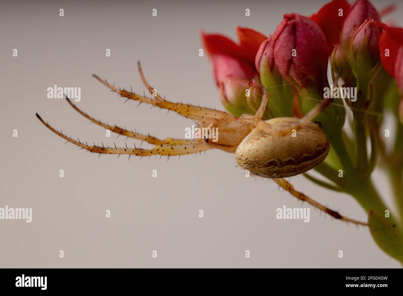 Grass Neoscona Spider of the species Neoscona moreli on a Flaming Katy ...