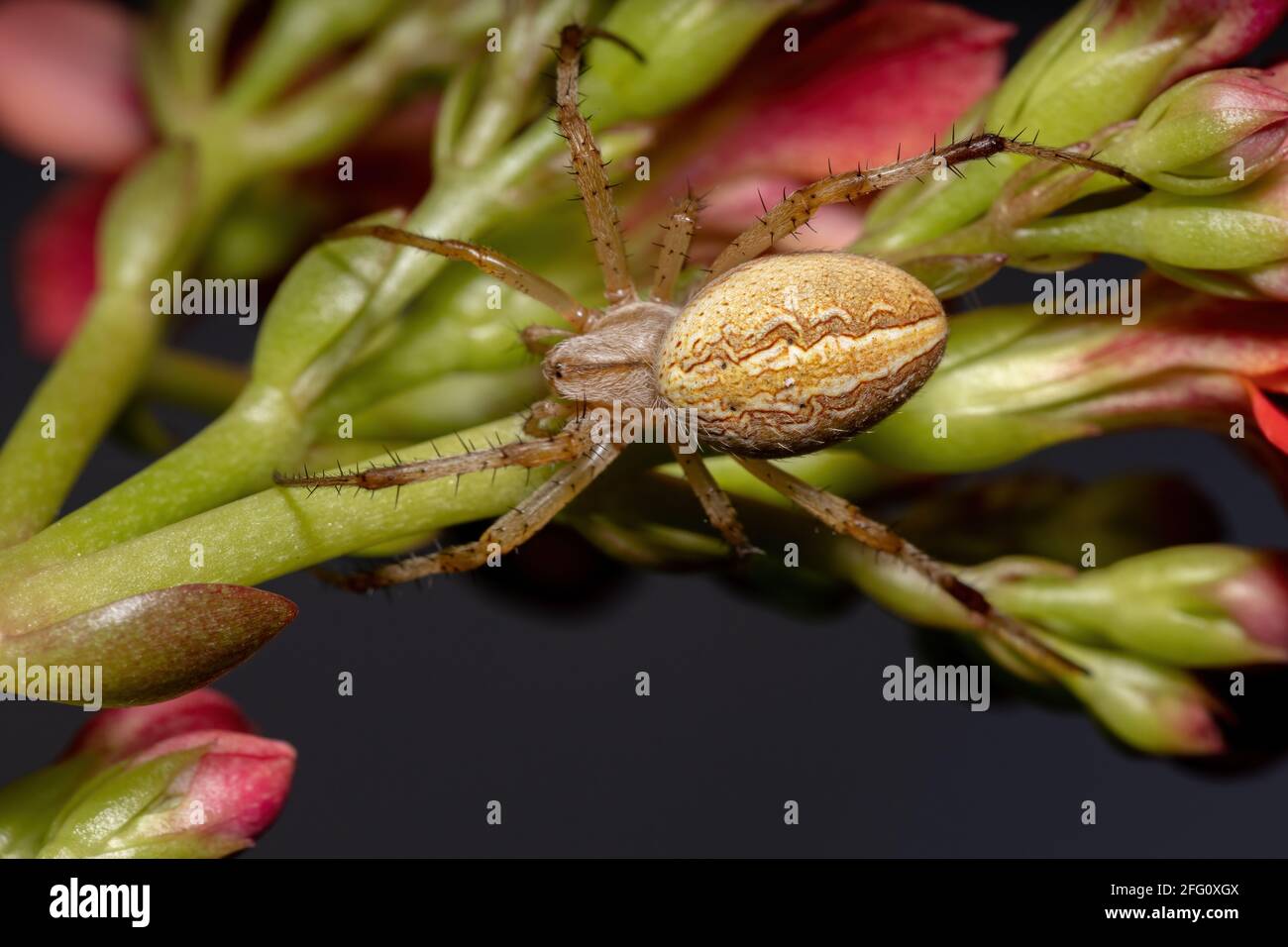 Grass Neoscona Spider of the species Neoscona moreli on a Flaming Katy ...