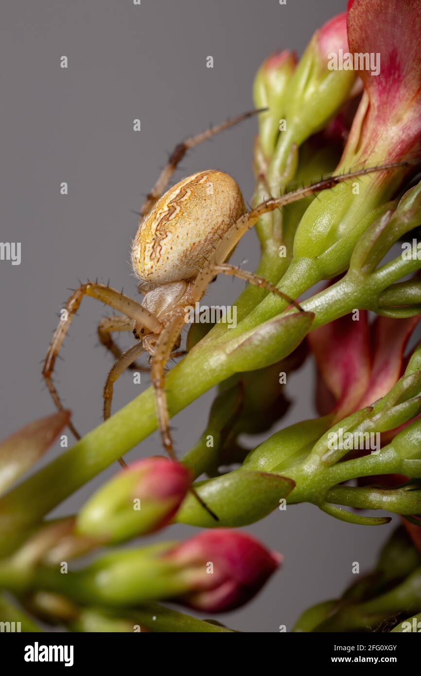 Grass Neoscona Spider of the species Neoscona moreli on a Flaming Katy ...