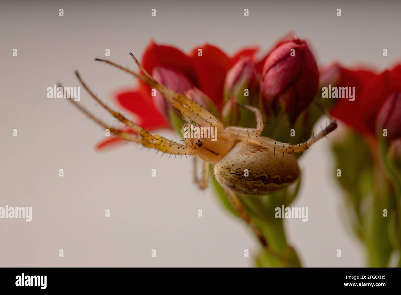 Grass Neoscona Spider of the species Neoscona moreli on a Flaming Katy ...
