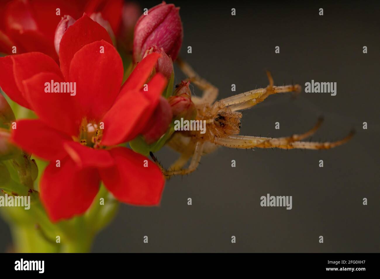 Grass Neoscona Spider of the species Neoscona moreli on a Flaming Katy ...