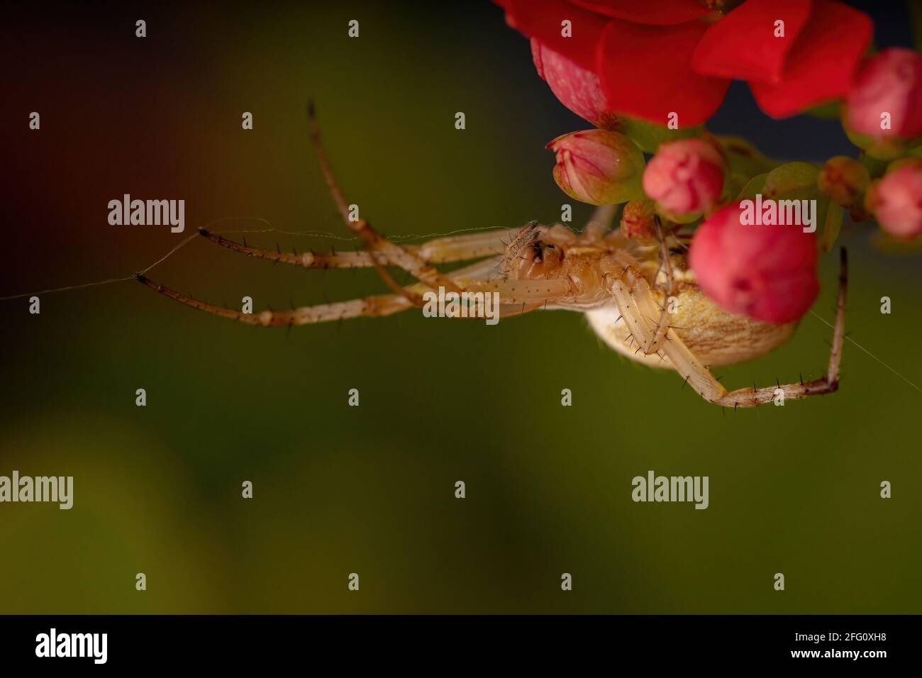 Grass Neoscona Spider of the species Neoscona moreli on a Flaming Katy ...