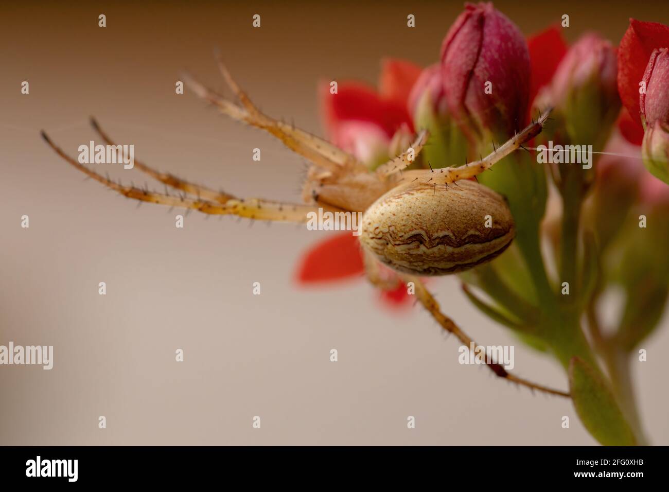 Grass Neoscona Spider of the species Neoscona moreli on a Flaming Katy ...