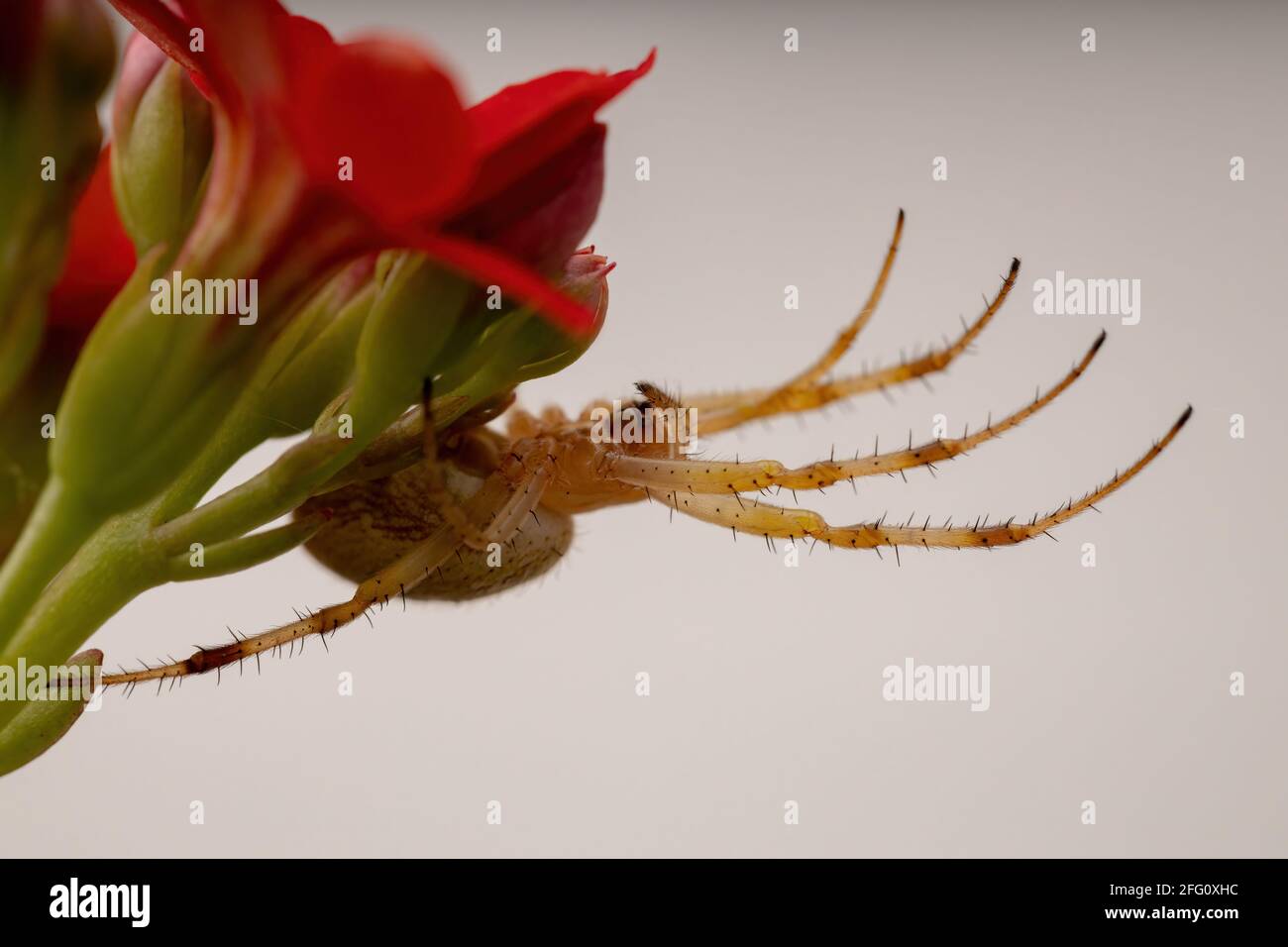 Grass Neoscona Spider of the species Neoscona moreli on a Flaming Katy ...