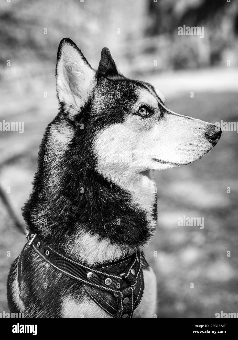 Siberian art hi-res stock photography and images - Alamy