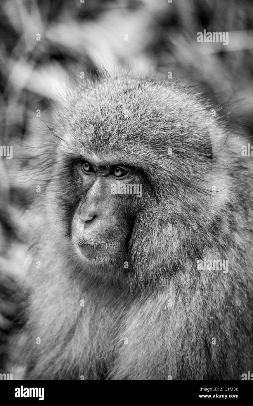 Japanese macaque monkeys Black and White Stock Photos & Images - Alamy