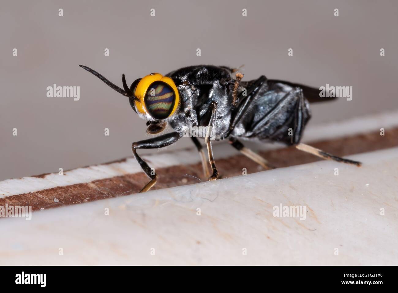 Soldier fly eye hi-res stock photography and images - Alamy
