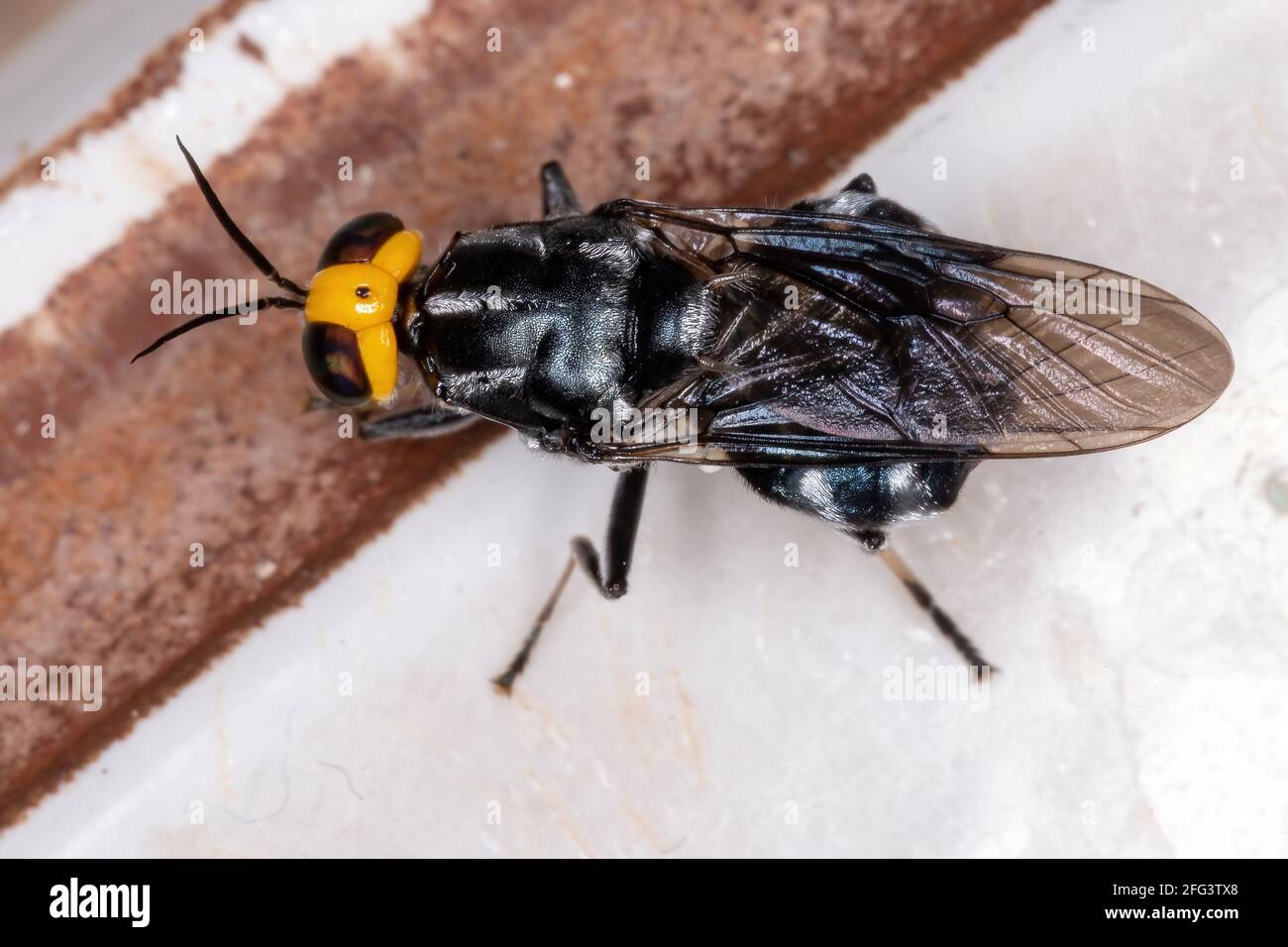 Soldier fly eye hi-res stock photography and images - Alamy