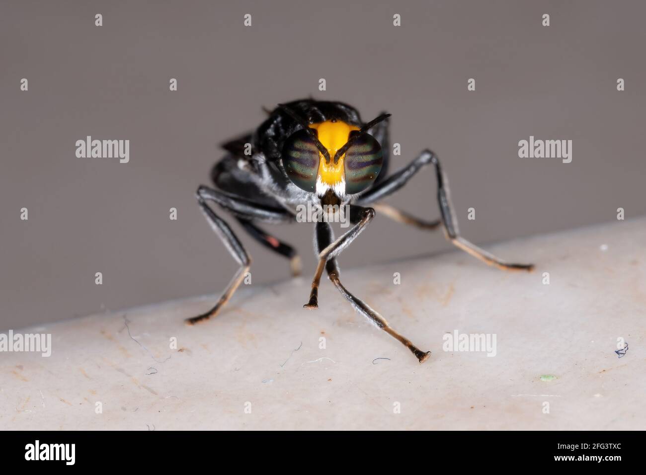 Yellow and black soldier fly hi-res stock photography and images - Alamy