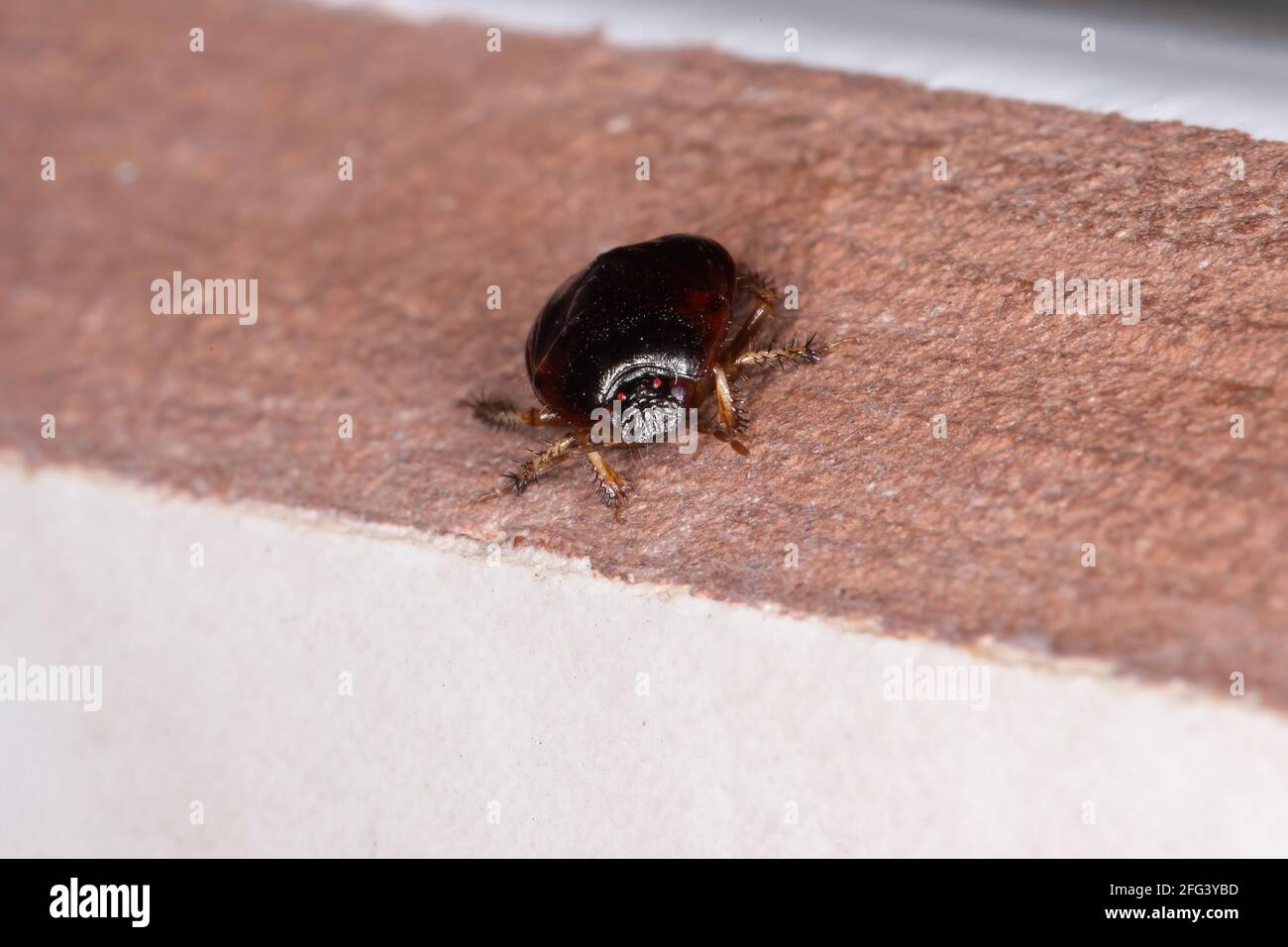 Burrowing insects hi-res stock photography and images - Alamy