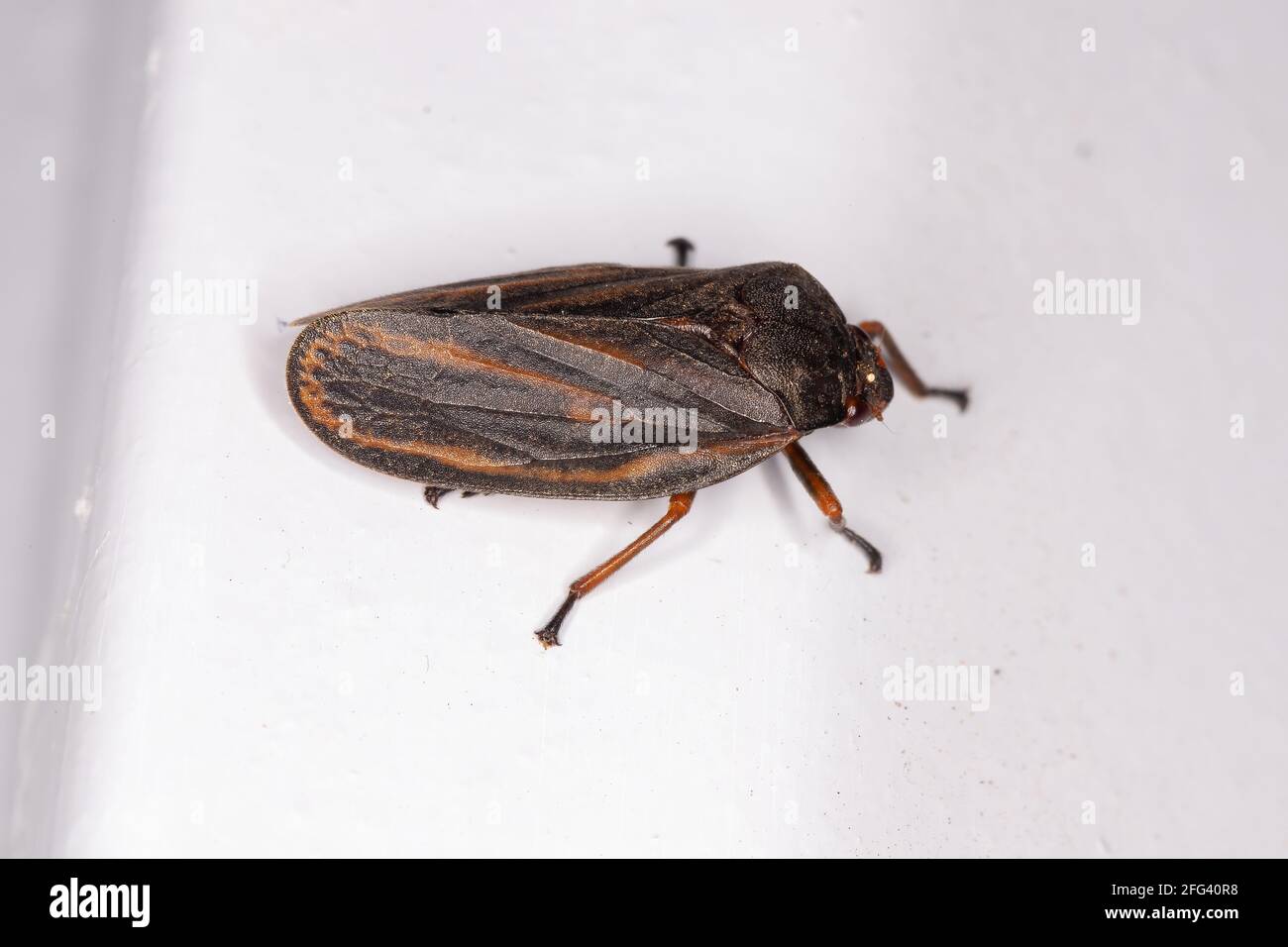 Adult Froghopper of the Genus Mahanarva Stock Photo - Alamy