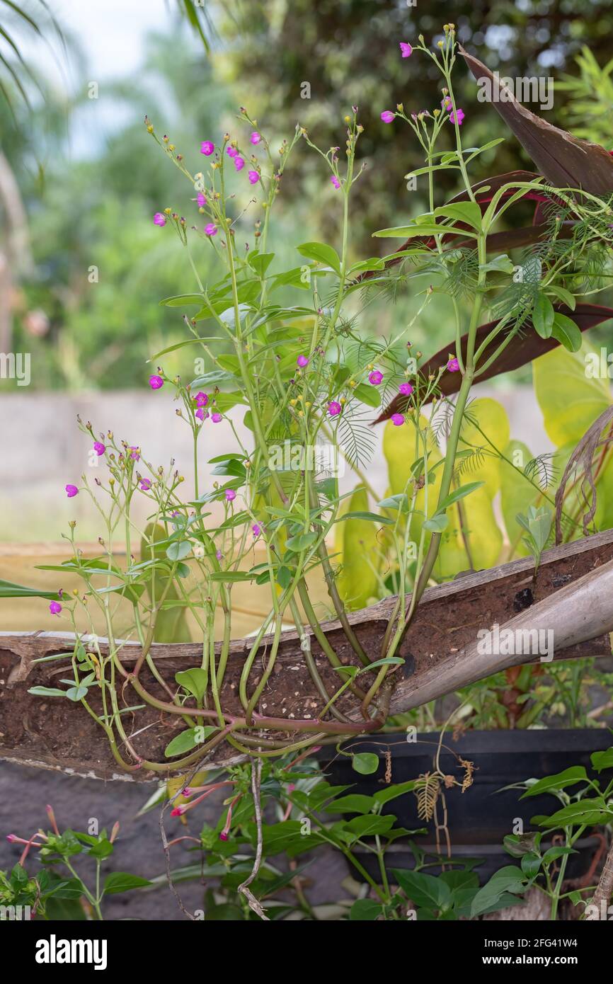 Fame flower plant of the species Talinum fruticosum Stock Photo - Alamy