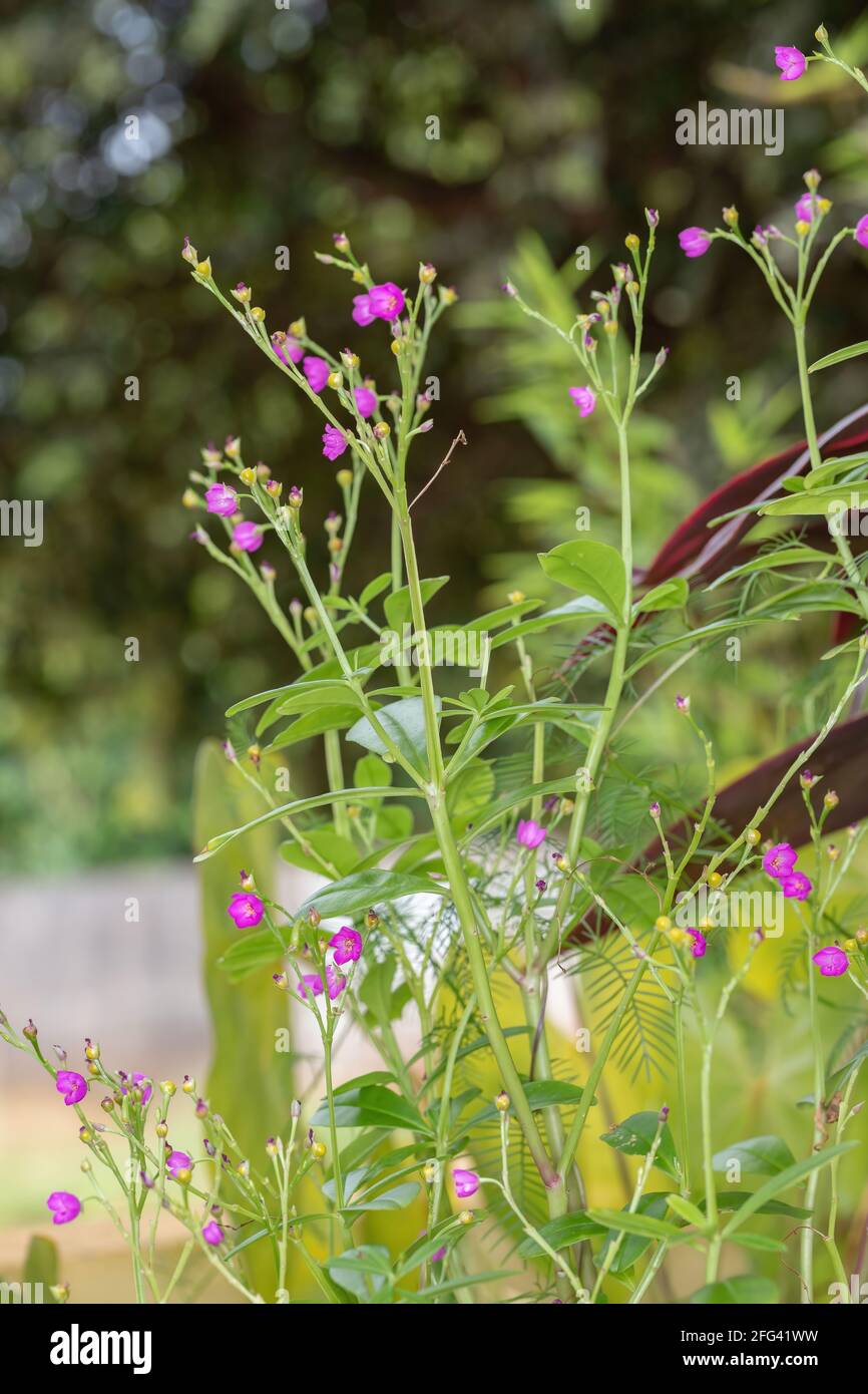 Fame flower plant of the species Talinum fruticosum Stock Photo - Alamy