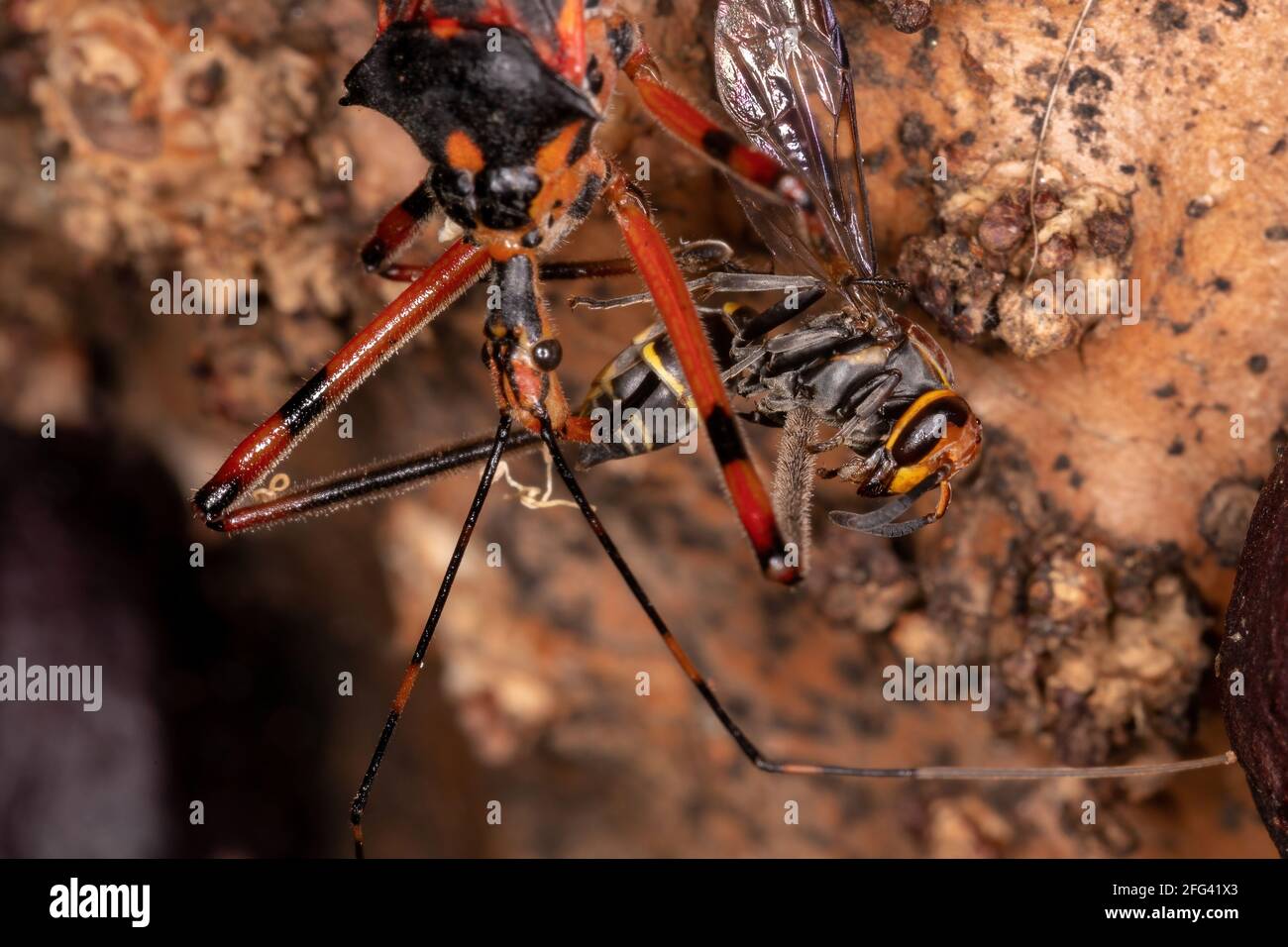 True assassin bugs hi-res stock photography and images - Alamy