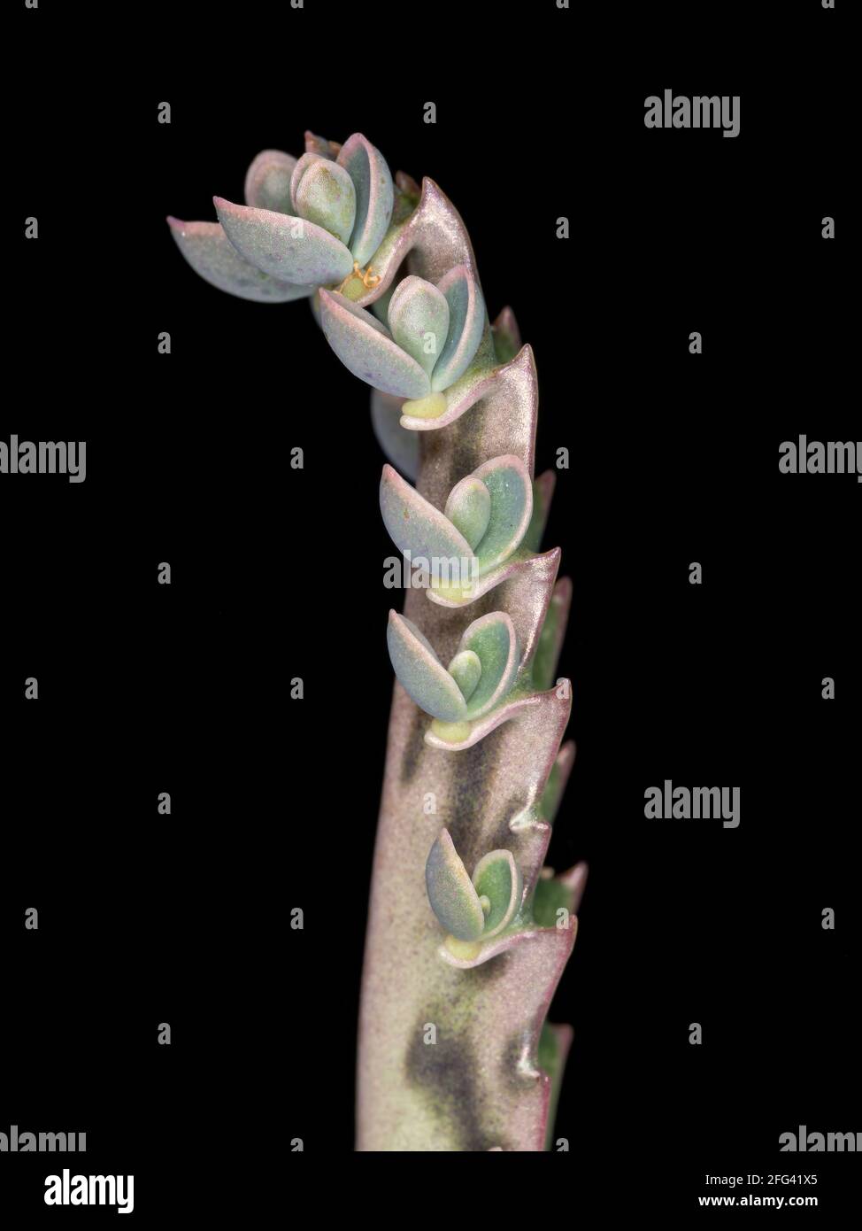 Alligator Plant of the species Kalanchoe daigremontiana Stock Photo - Alamy