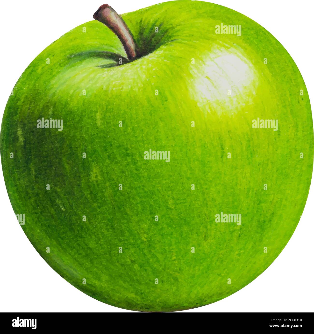 ripe picturesque green apple - realistic drawing with colored pencils ...