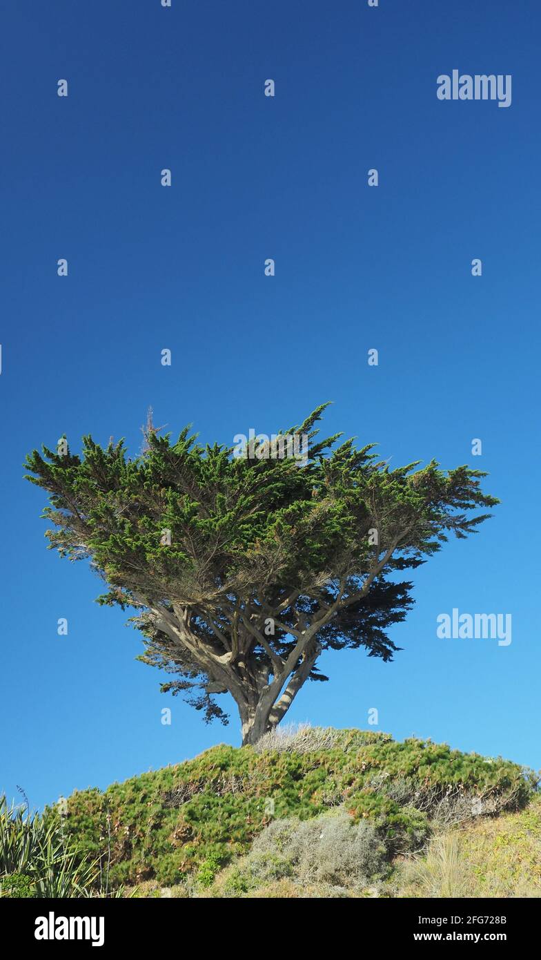 Cypress shaped like a triangle hi-res stock photography and images - Alamy
