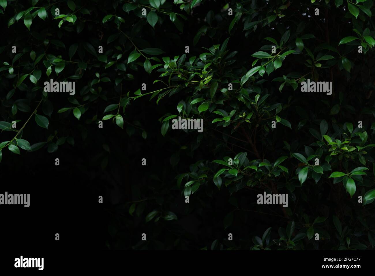 Deep green leaves texture background Stock Photo - Alamy