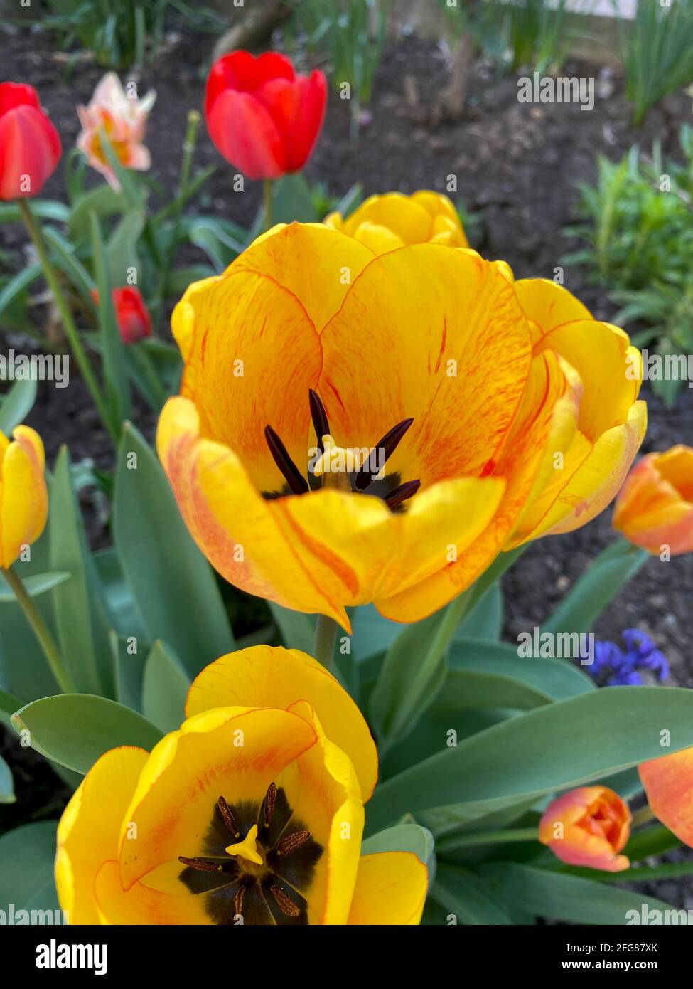 Easter yellow tulips gift hi-res stock photography and images - Alamy