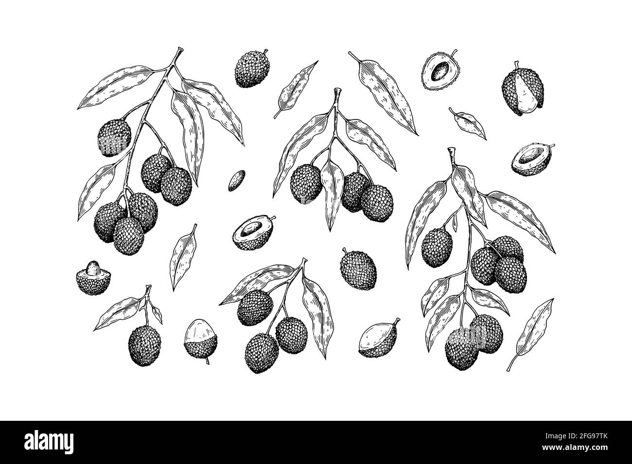 Set of hand drawn lychee fruits, branches and leaves isolated on white ...