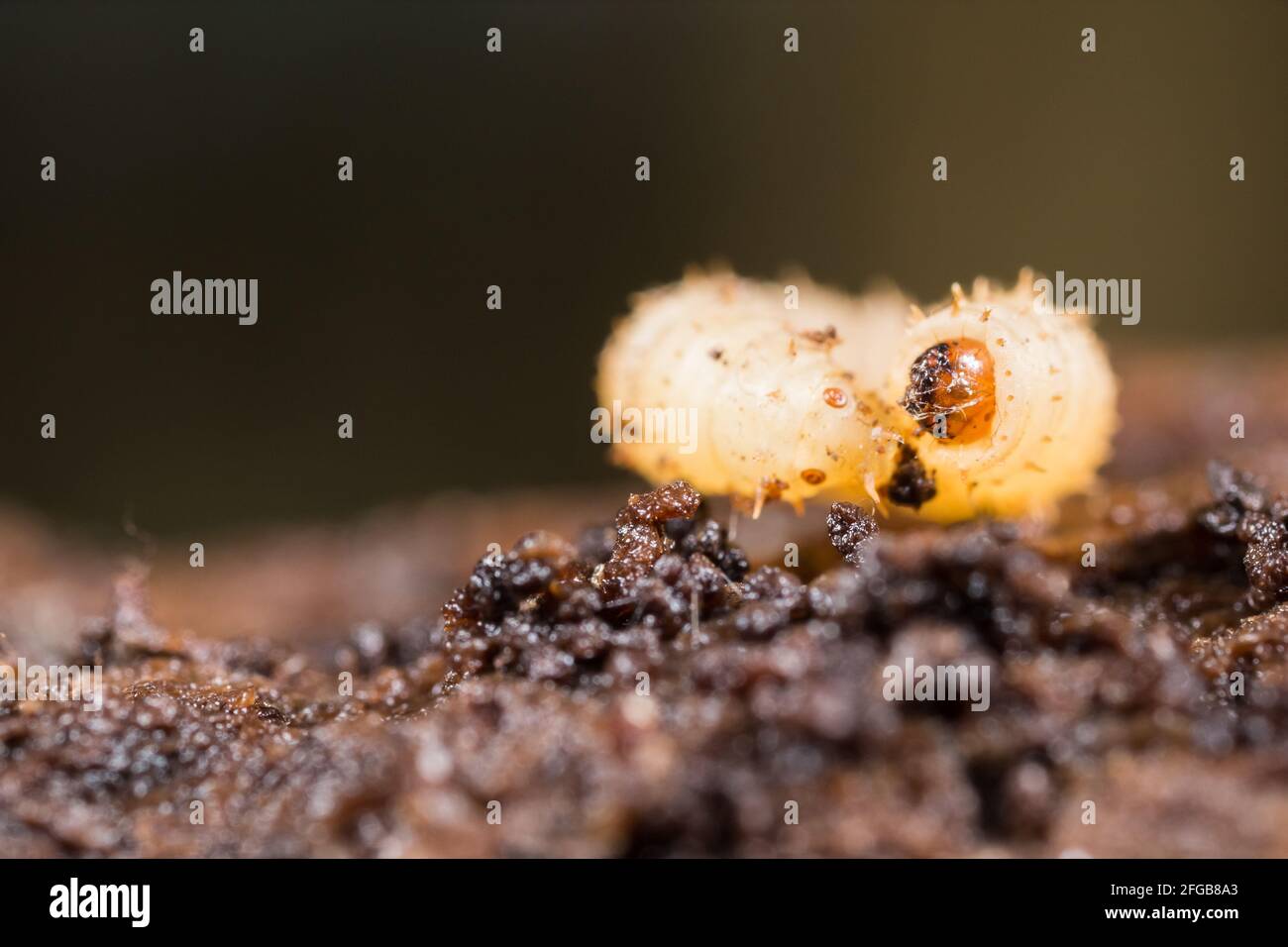 March fly larva (Bibio sp Stock Photo - Alamy