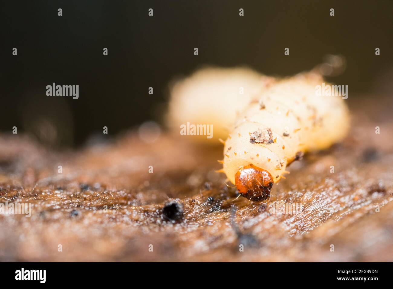 March fly hi-res stock photography and images - Alamy
