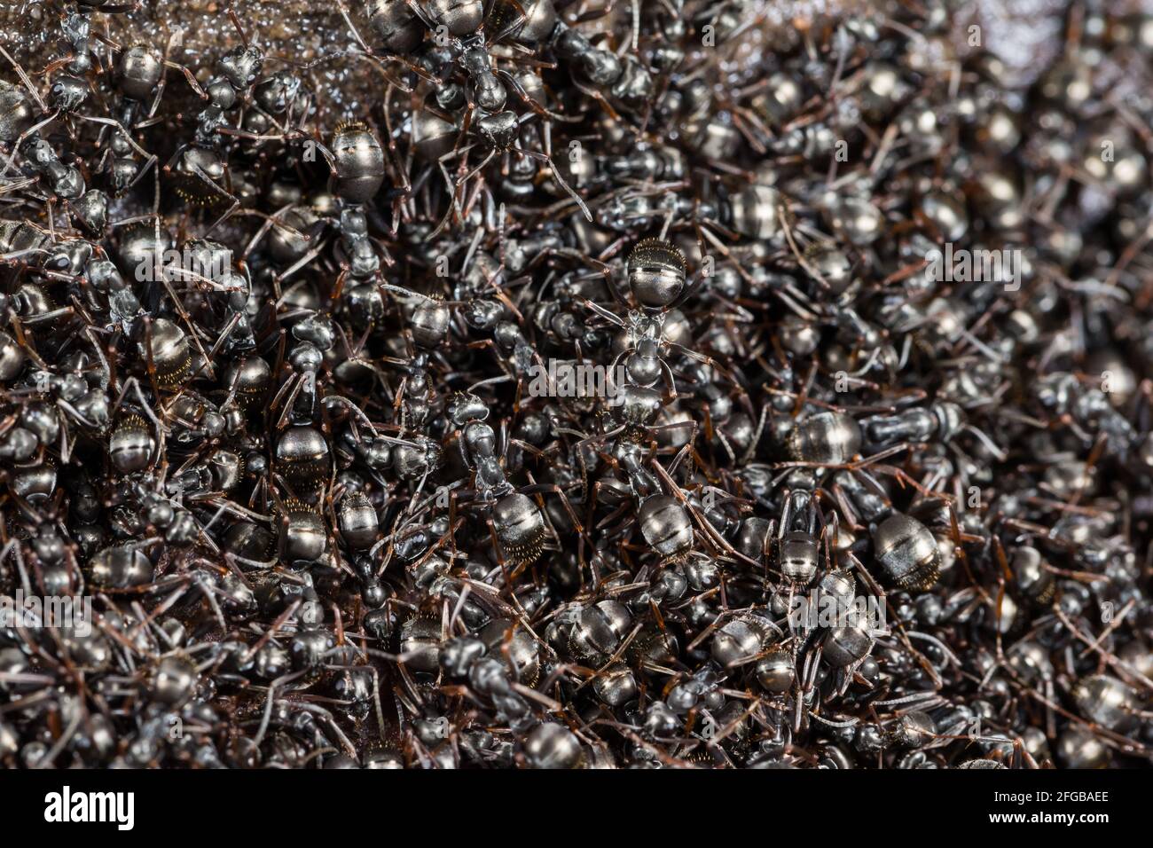 Black-colored ants in their nest (Formica fusca Stock Photo - Alamy