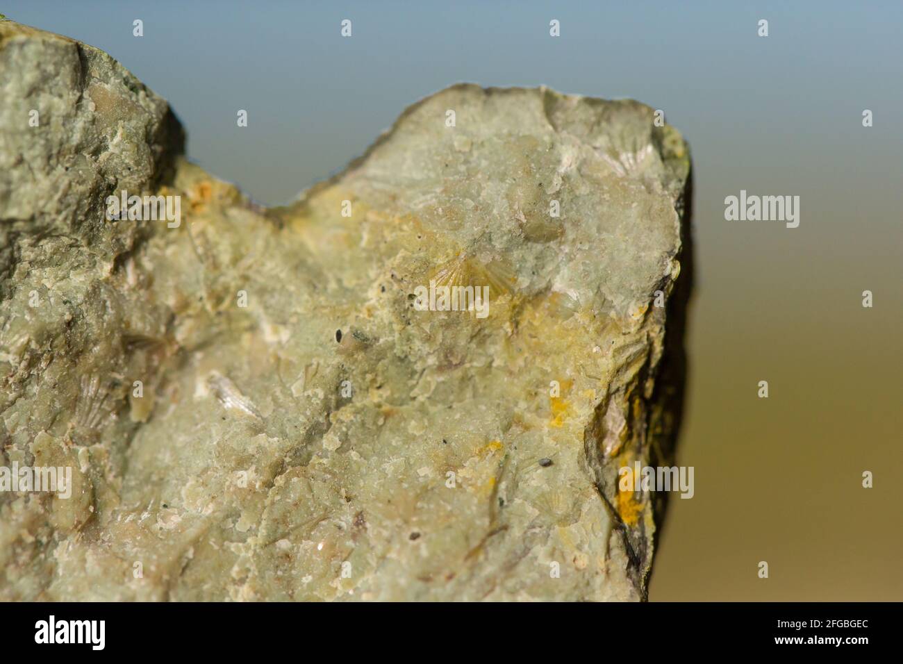 A fossil stone from the Lumparn meteor impact crater in Åland island ...