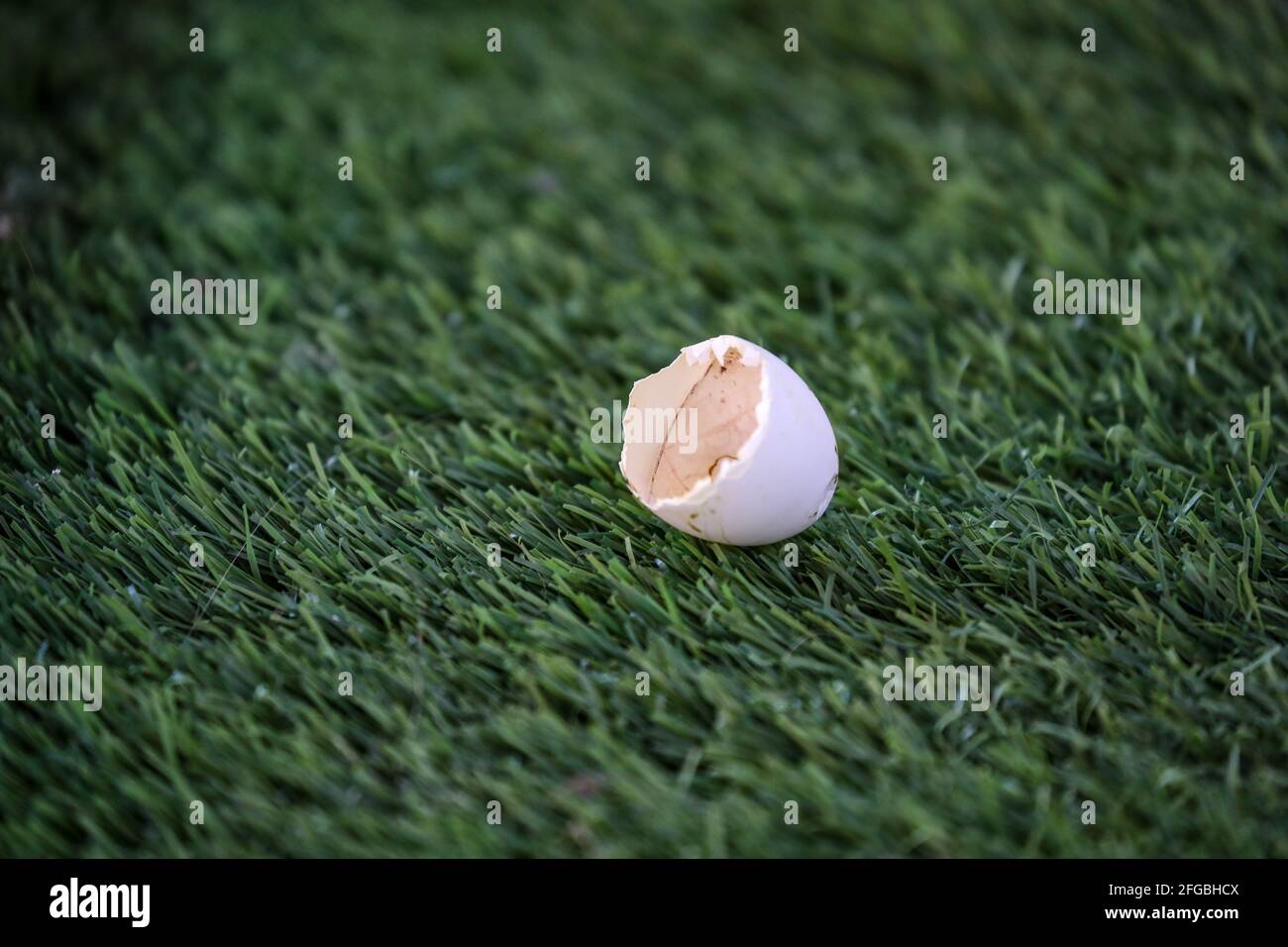 Empty shell pigeons egg hi-res stock photography and images - Alamy