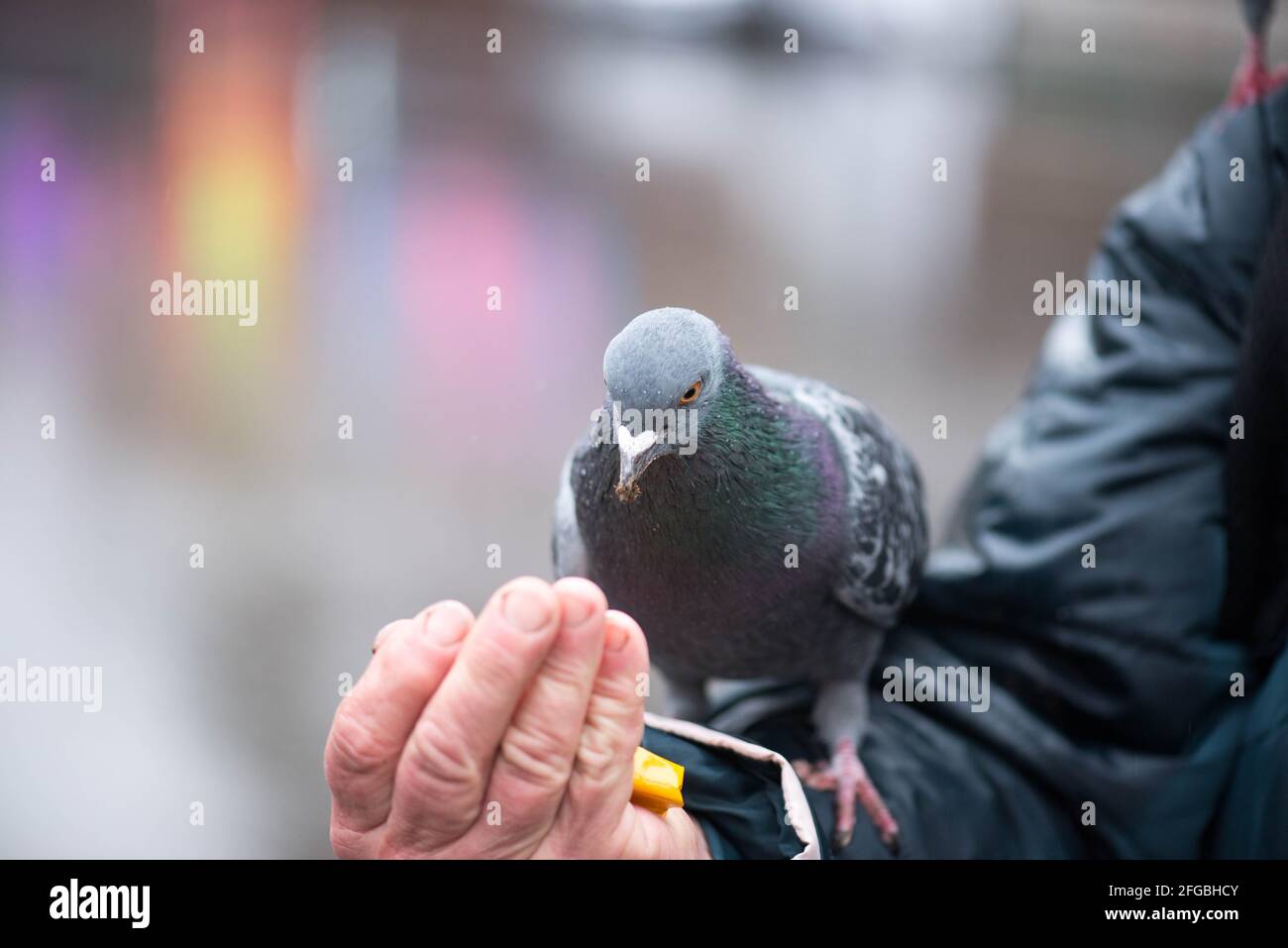 the dove sits on the hand and bites Stock Photo - Alamy
