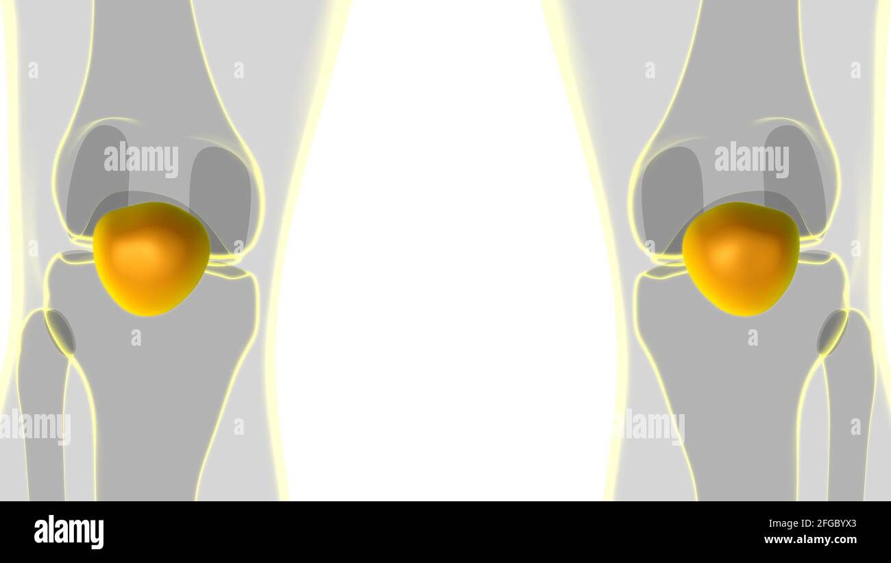 Human skeleton anatomy Patella Bone 3D Rendering For Medical Concept ...