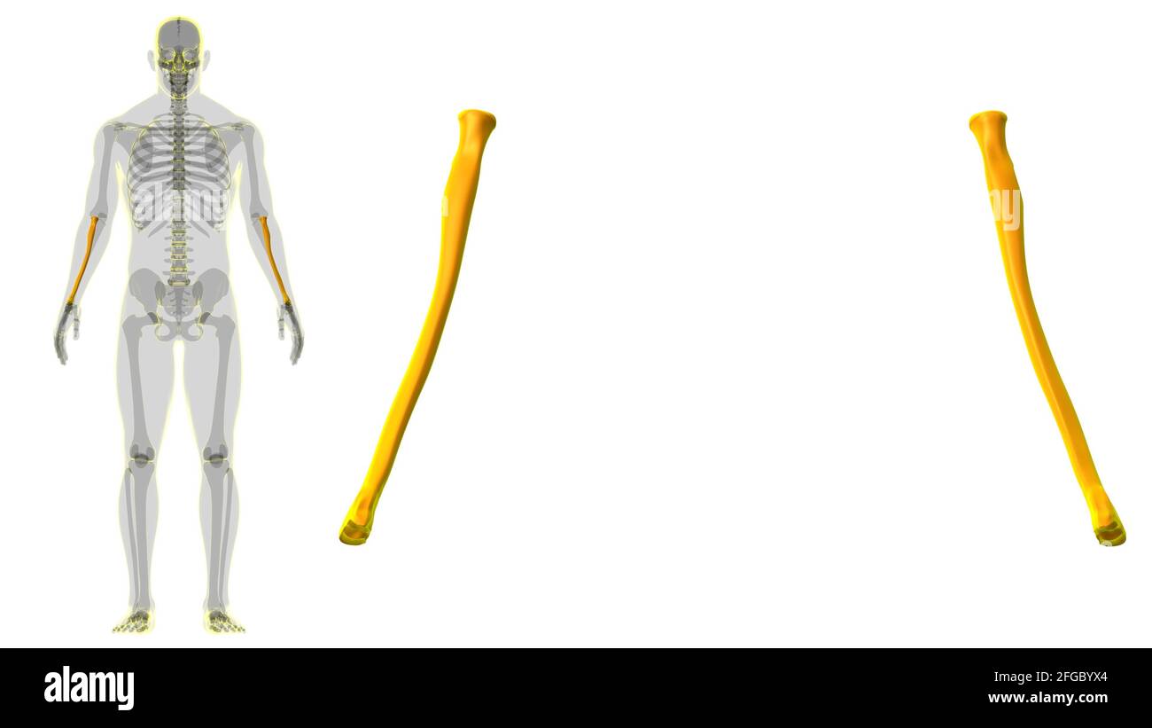 Human skeleton anatomy Radius Bone 3D Rendering For Medical Concept ...
