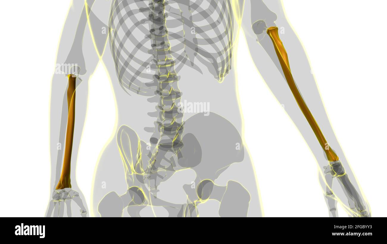 Human skeleton anatomy Radius Bone 3D Rendering For Medical Concept ...