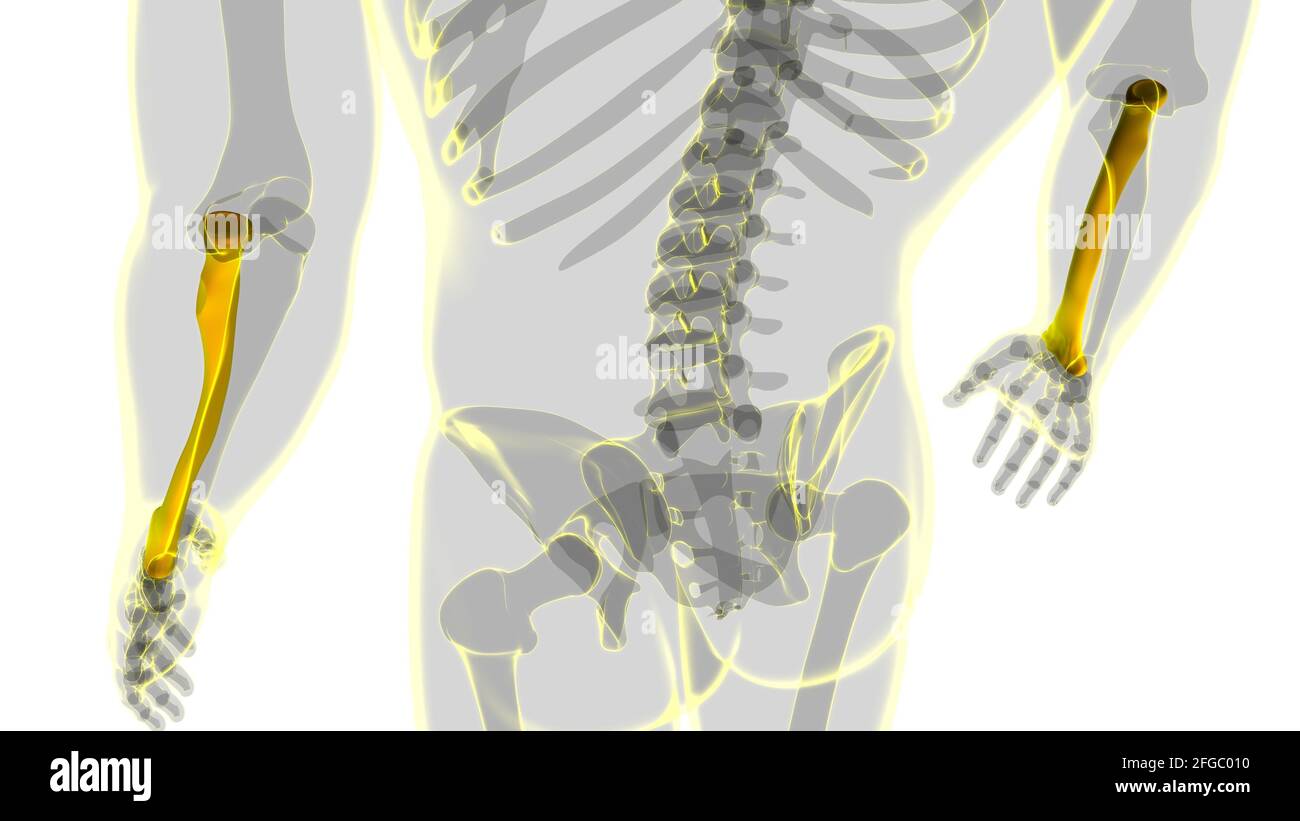 Human skeleton anatomy Radius Bone 3D Rendering For Medical Concept ...