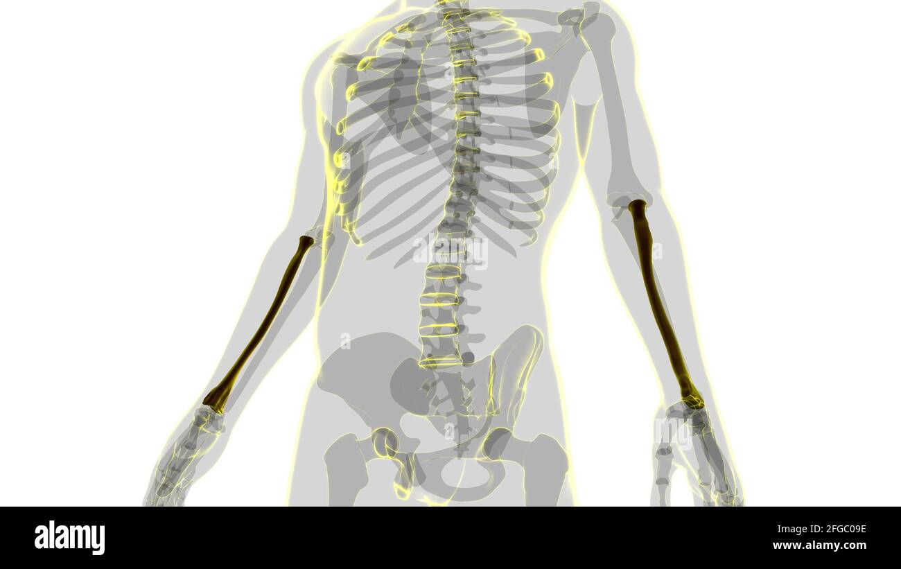 Human skeleton anatomy Radius Bone 3D Rendering For Medical Concept ...