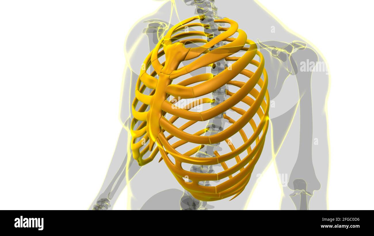Human skeleton anatomy Rib Cage 3D Rendering For Medical Concept Stock ...