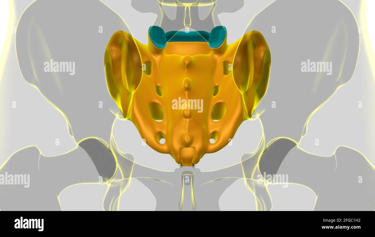 Human skeleton anatomy Sacral Bone 3D Rendering For Medical Concept ...