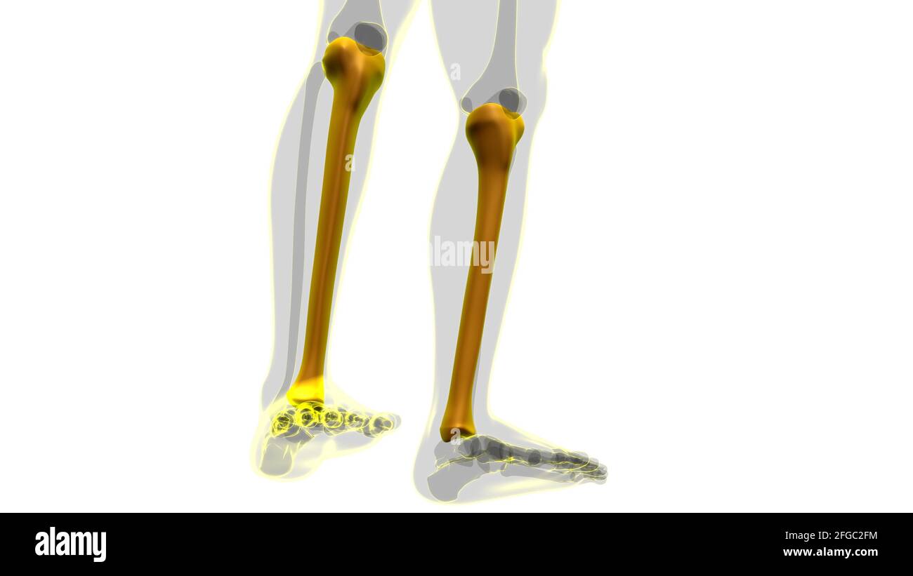 Human skeleton anatomy Tibia Bone 3D Rendering For Medical Concept ...