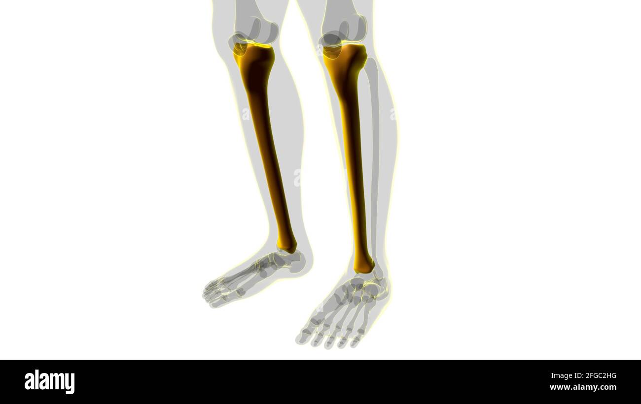 Human skeleton anatomy Tibia Bone 3D Rendering For Medical Concept ...