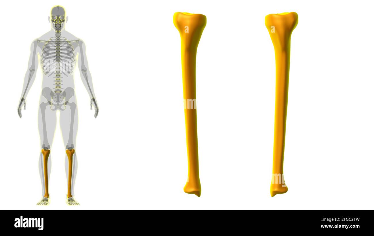 Human skeleton anatomy Tibia Bone 3D Rendering For Medical Concept ...