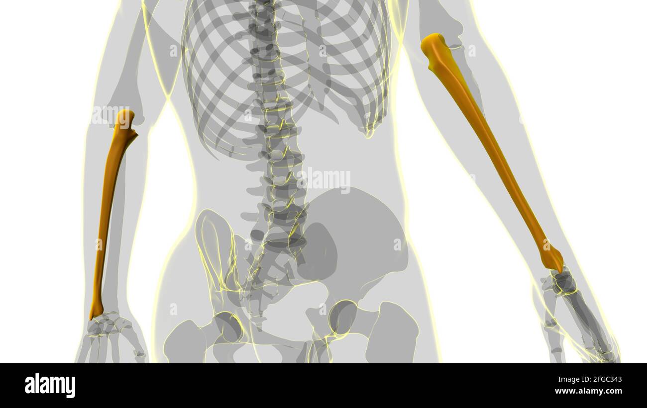 Human skeleton anatomy Ulna Bone 3D Rendering For Medical Concept Stock ...