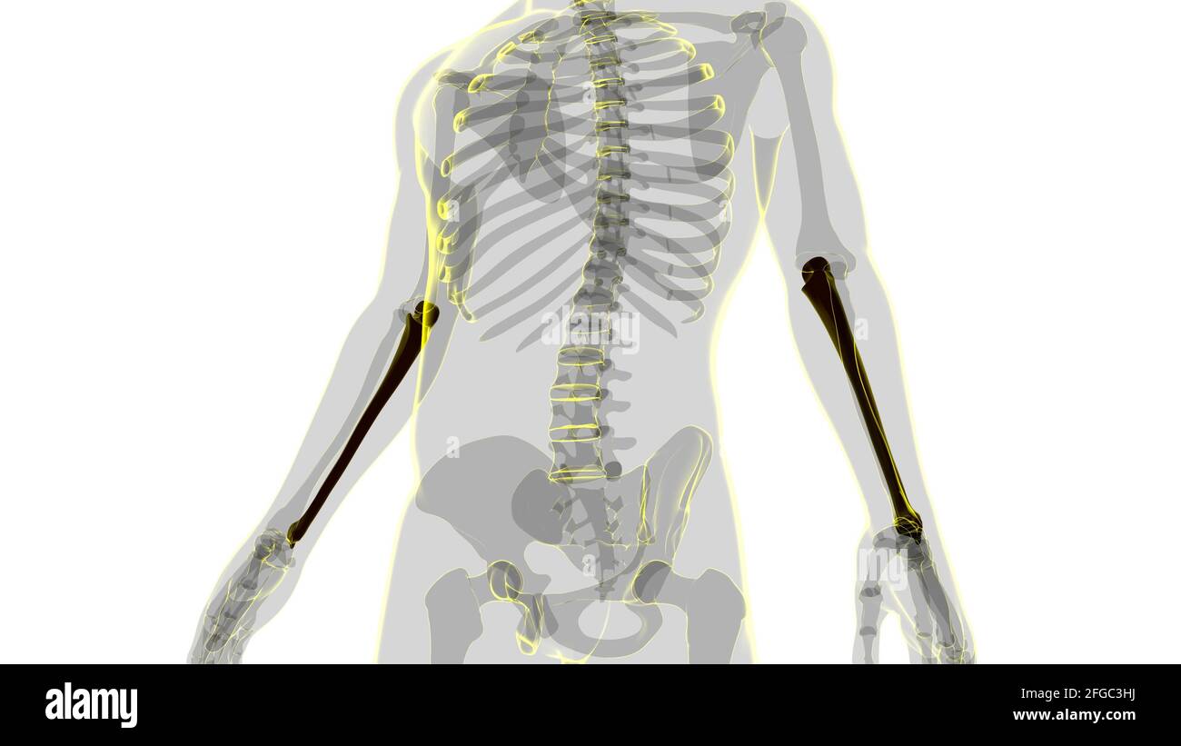 Human skeleton anatomy Ulna Bone 3D Rendering For Medical Concept Stock ...